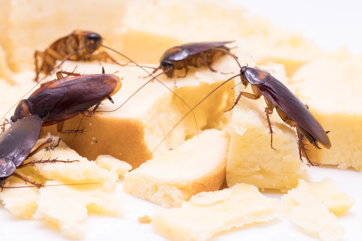 5 Tips for Safer Cockroach Control - Up Homes